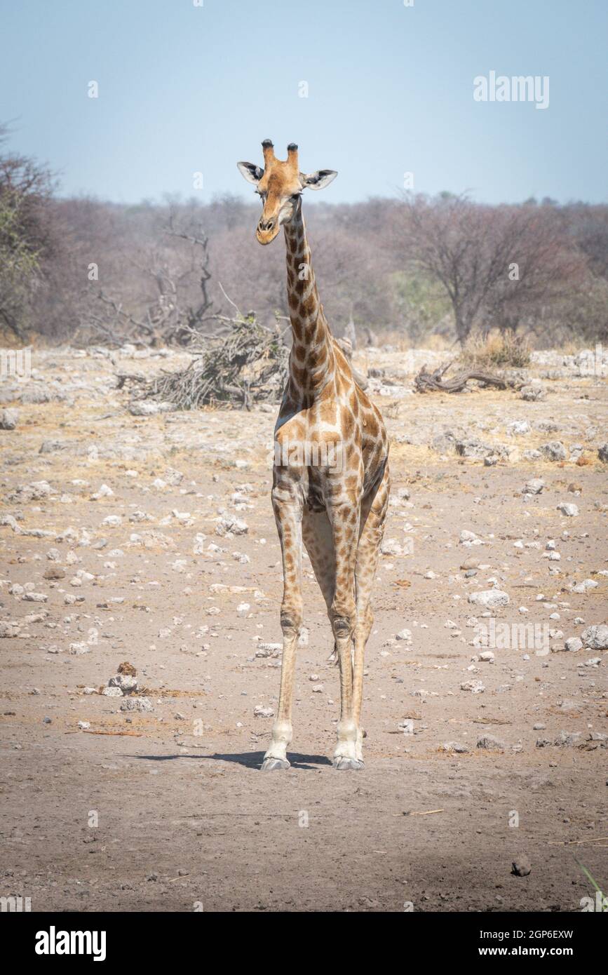 Southern giraffe stands by waterhole among rocks Stock Photo - Alamy