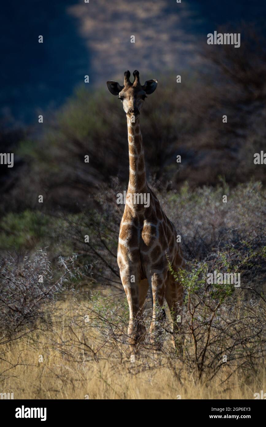Southern giraffe stands in bushes facing camera Stock Photo - Alamy