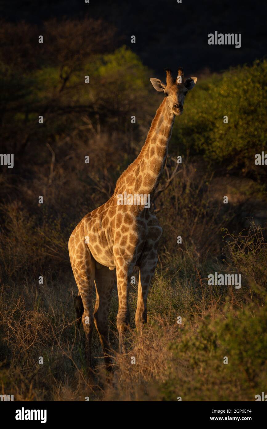 Southern giraffe stands in bushes watching camera Stock Photo - Alamy