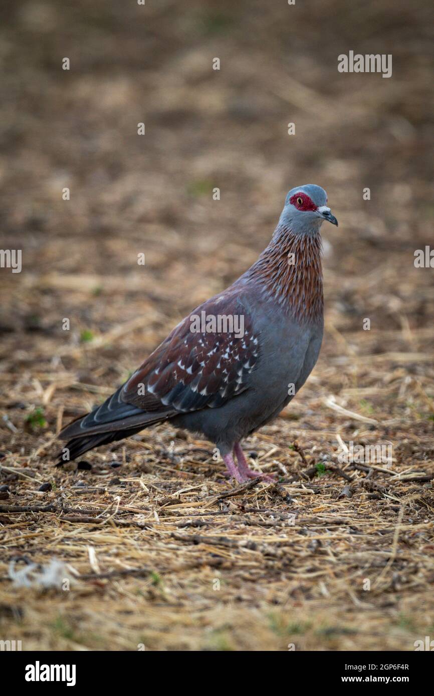 Pigeon camera photography hi-res stock photography and images - Alamy