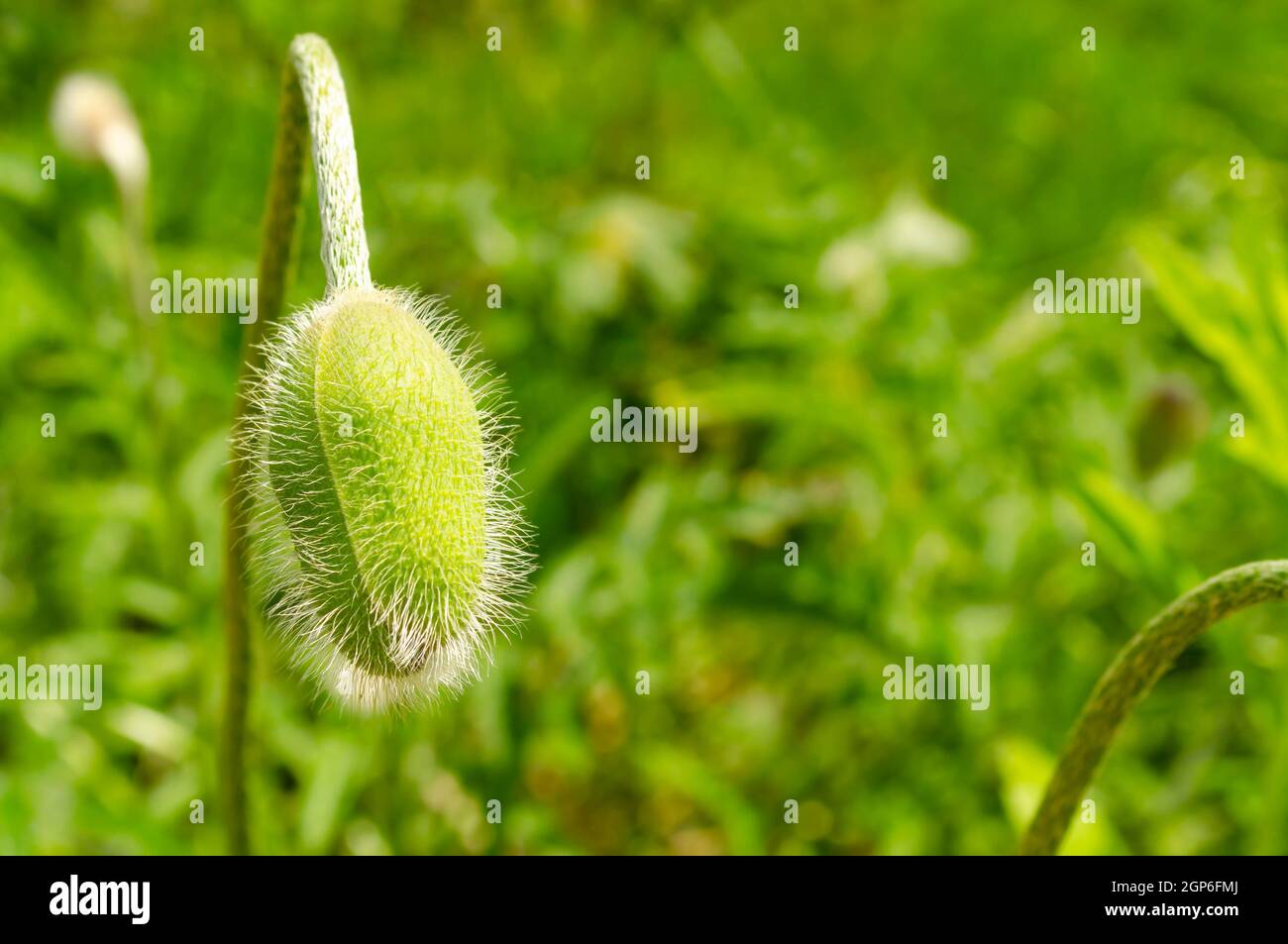 Unopened poppy hi-res stock photography and images - Alamy