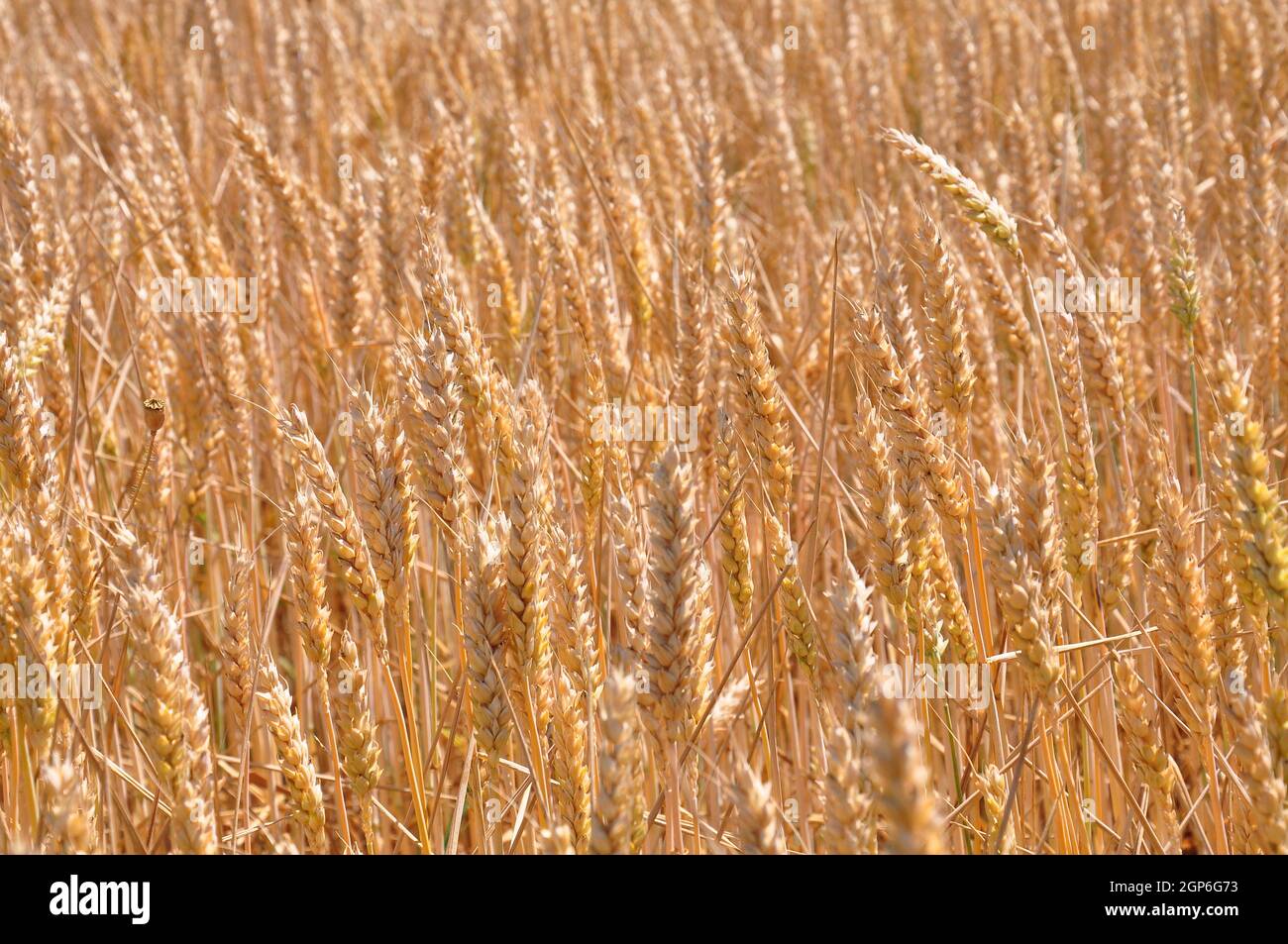 Fully ripe field of wheat Stock Photo - Alamy