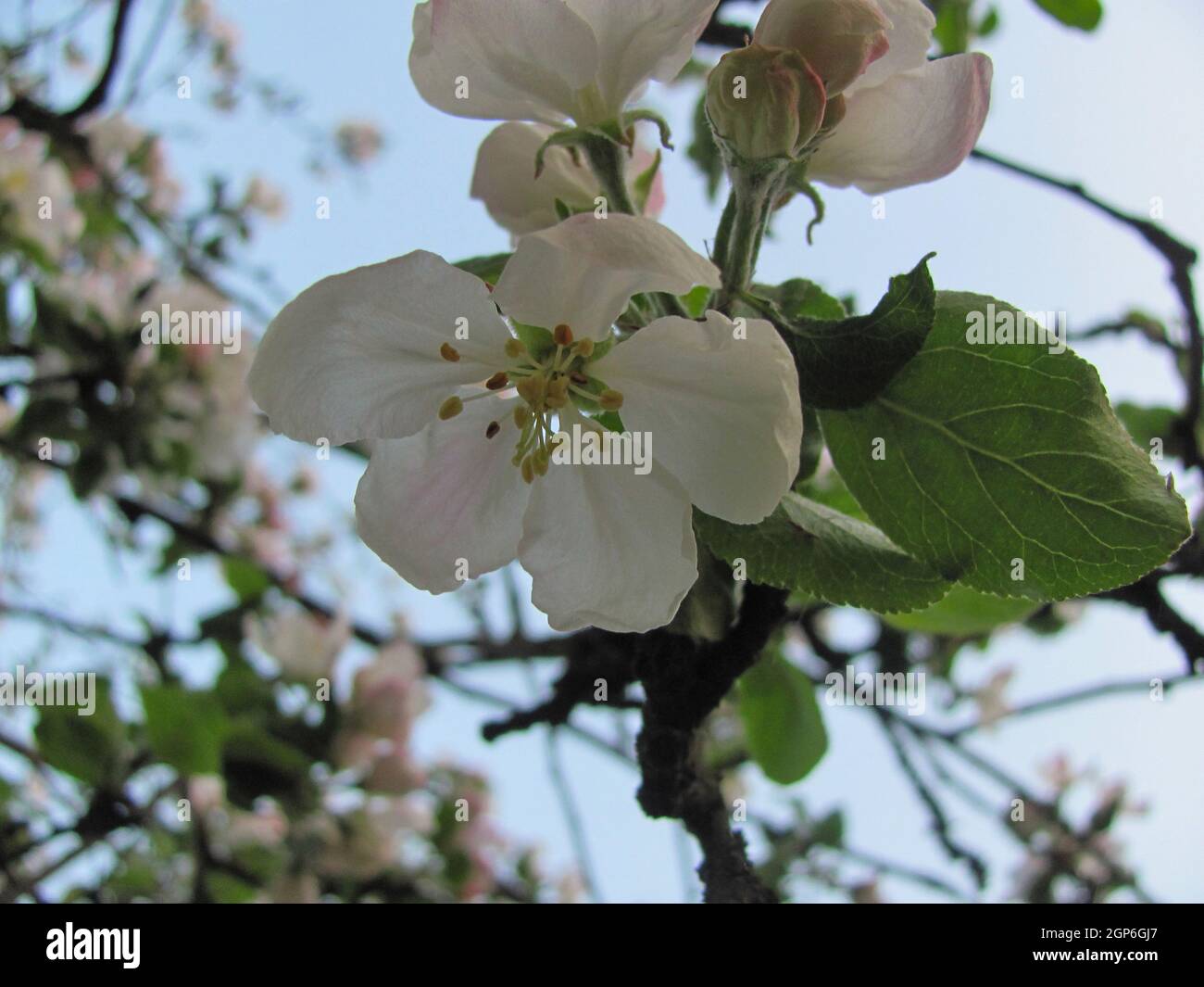 White tender apple tree flowers. Spring background. Selective focus ...