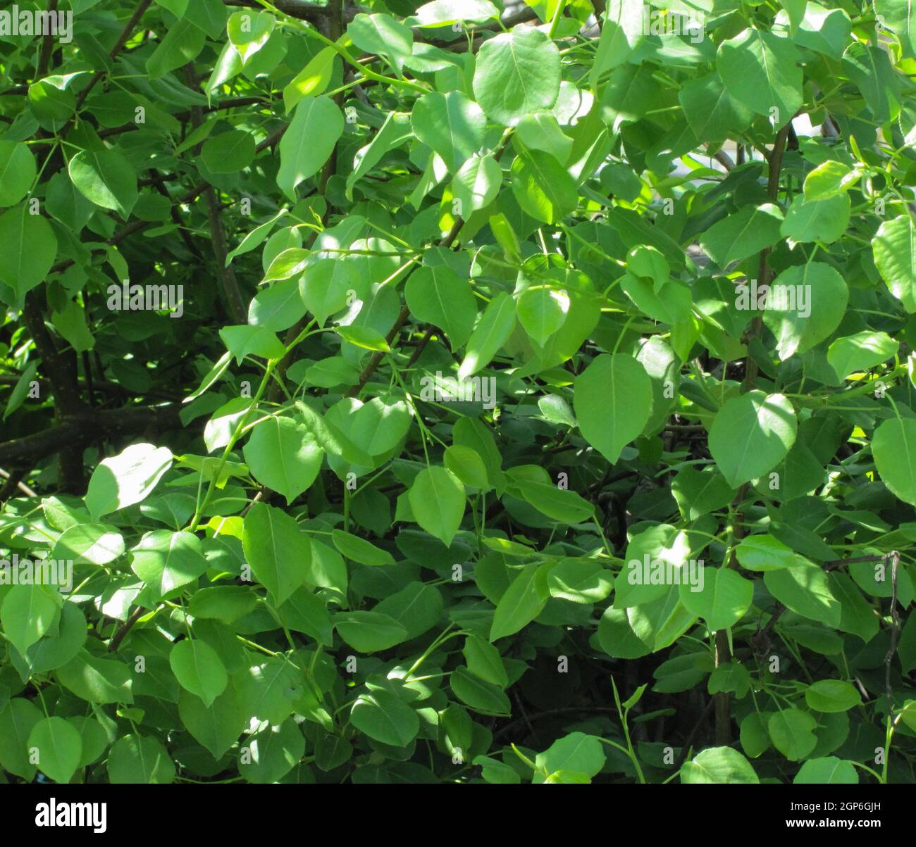 lush green spring foliage - pear tree Stock Photo - Alamy