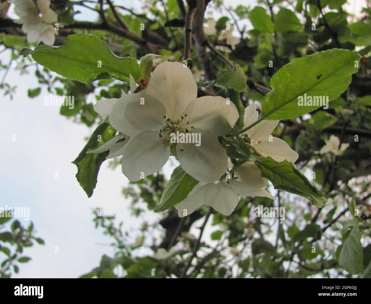 White tender apple tree flowers. Spring background. Selective focus ...