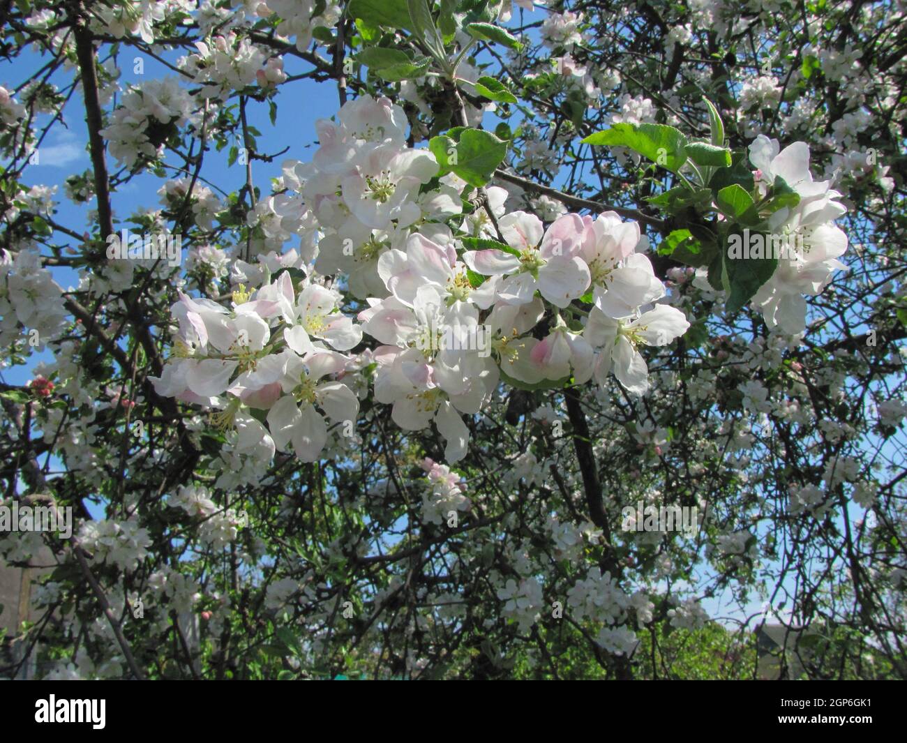 White tender apple tree flowers. Spring background. Selective focus ...