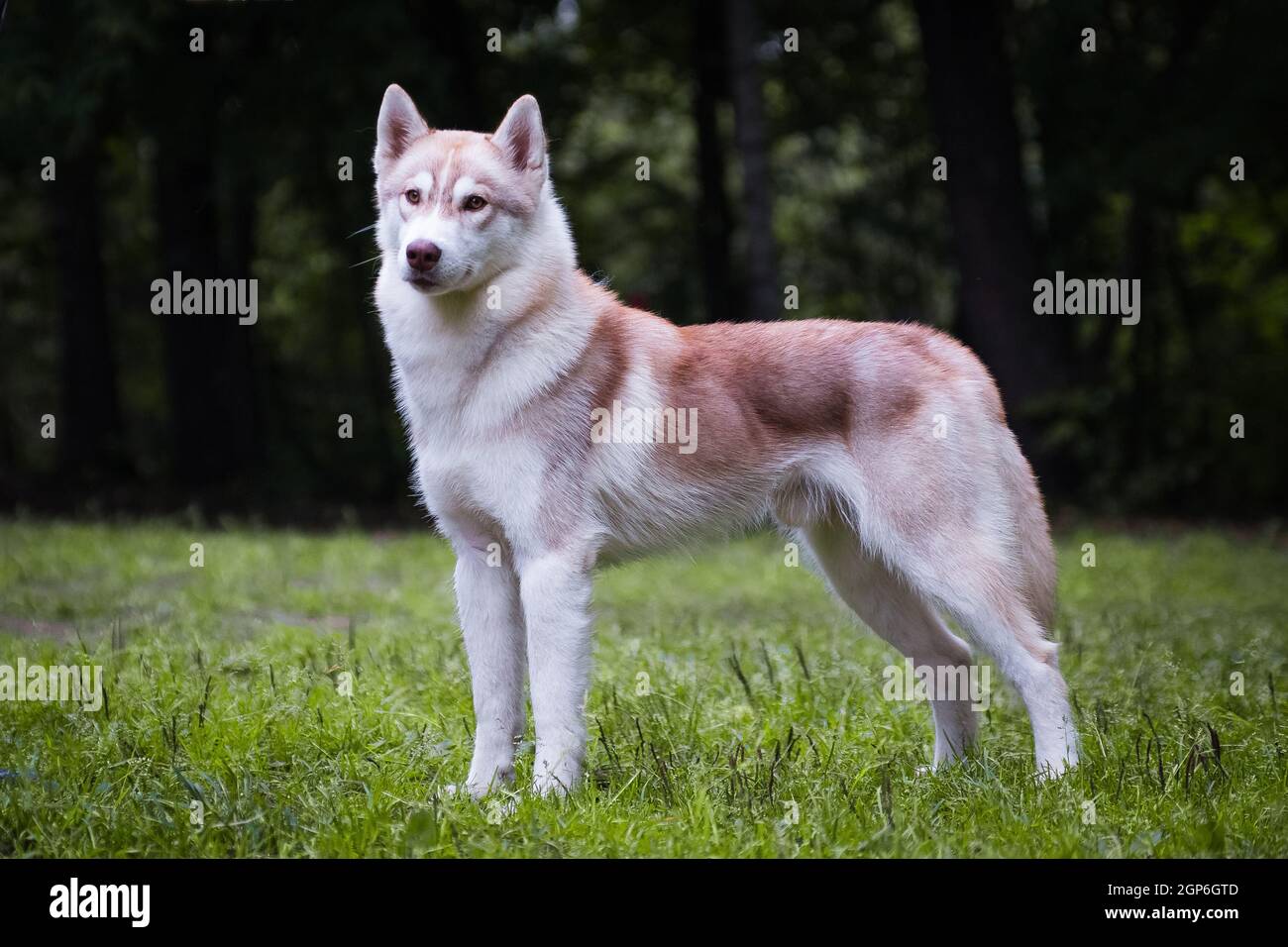 The red-haired fluffy dog of the Siberian Husky breed in the summer in ...
