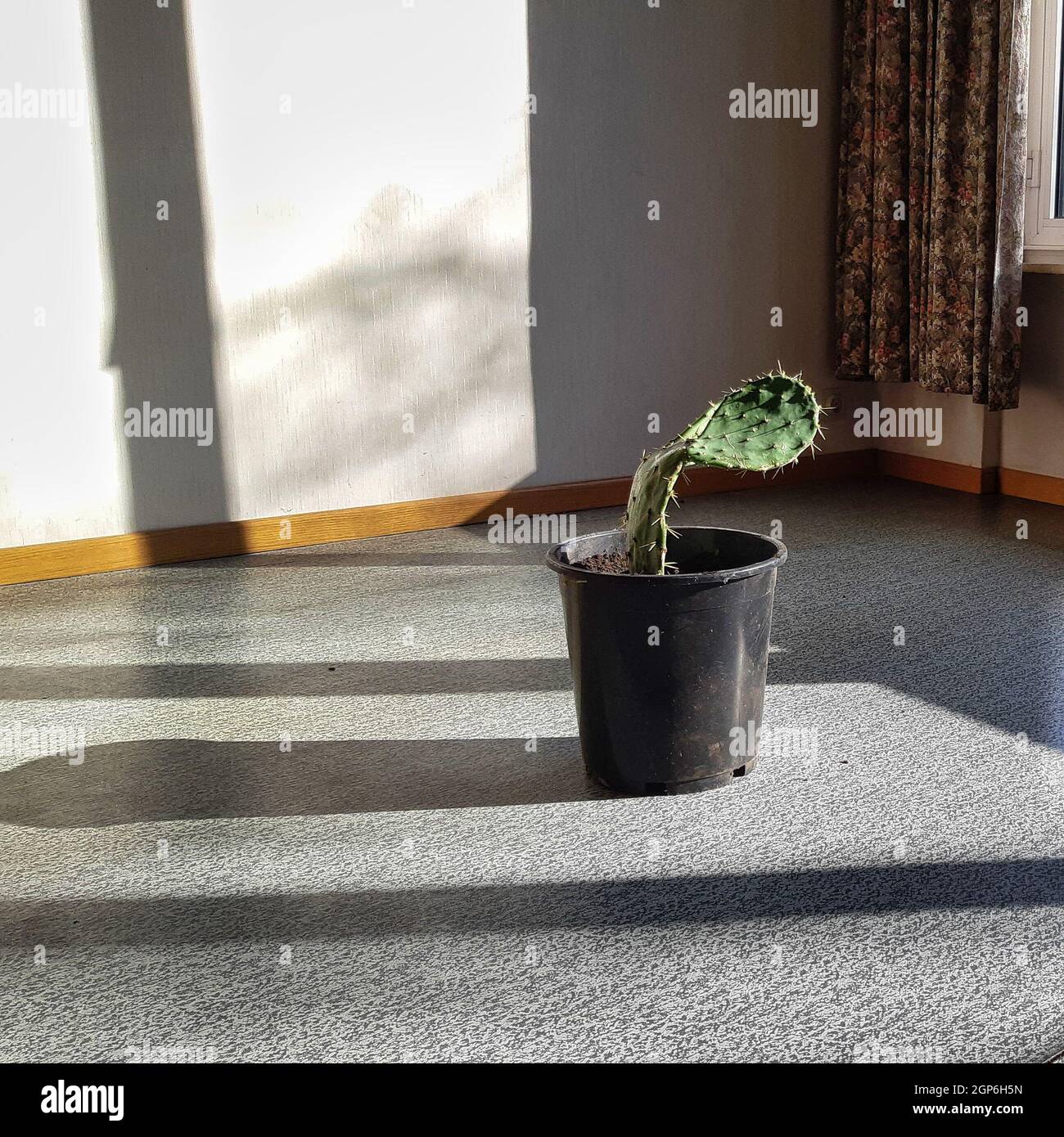 Lonely cactus plant in old-fashioned empty and abandoned living room ...