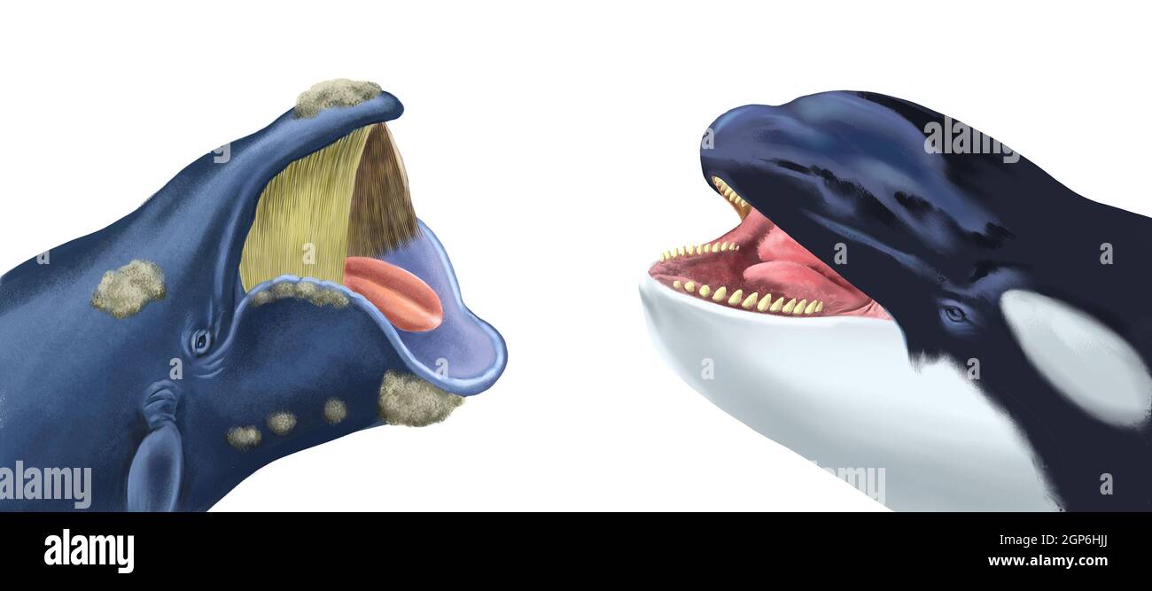 A detailed illustration of dolphins and bearded whales Stock Photo - Alamy