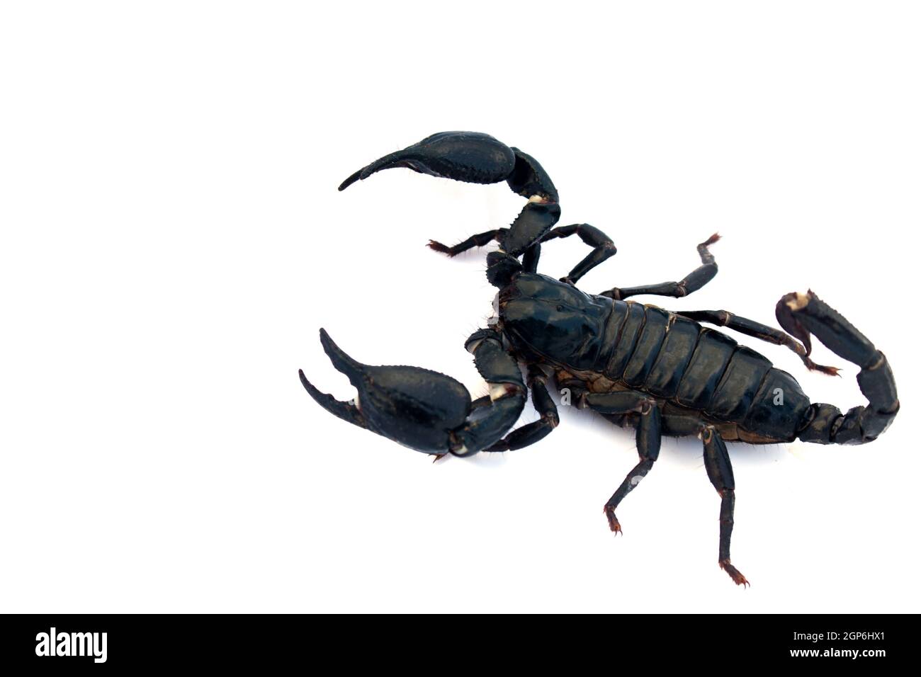 Black scorpion isolated on a white background for graphic design ...