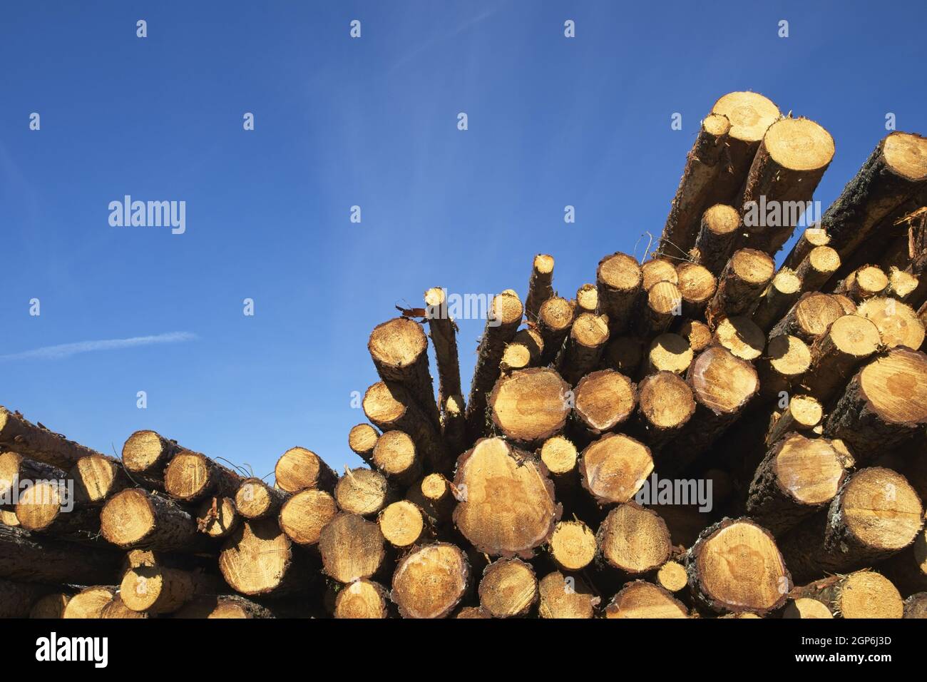 Low angle of Cut pine tree logs pile stacked with blue sunny sky in the ...
