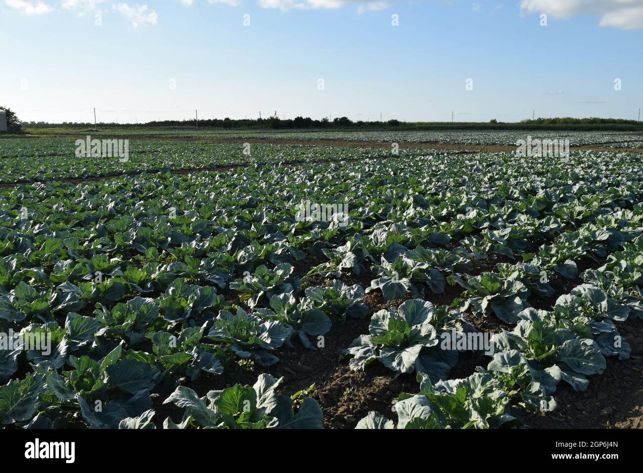 Cabbage field. Cultivation of cabbage in an open ground in the field ...