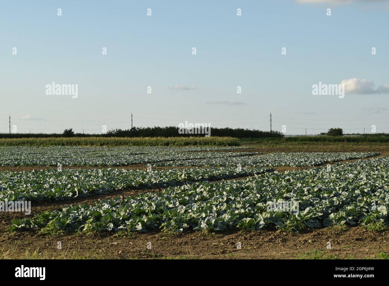 Cabbage field. Cultivation of cabbage in an open ground in the field ...