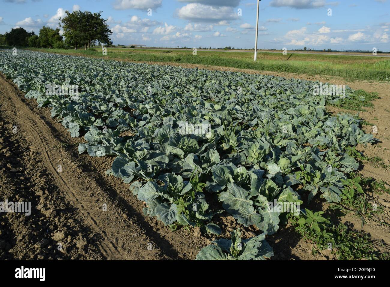 Cabbage field. Cultivation of cabbage in an open ground in the field ...