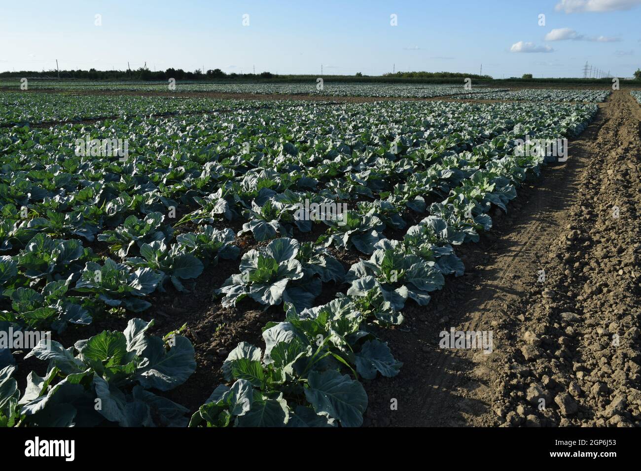 Cabbage field. Cultivation of cabbage in an open ground in the field ...