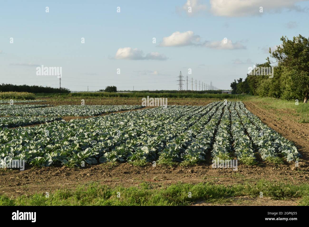 Cabbage field. Cultivation of cabbage in an open ground in the field ...