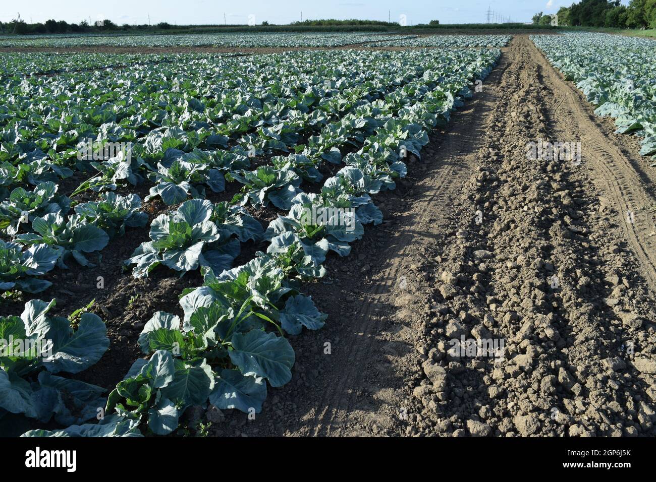 Cabbage field. Cultivation of cabbage in an open ground in the field ...