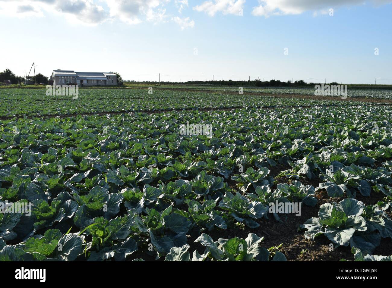 Cabbage field. Cultivation of cabbage in an open ground in the field ...