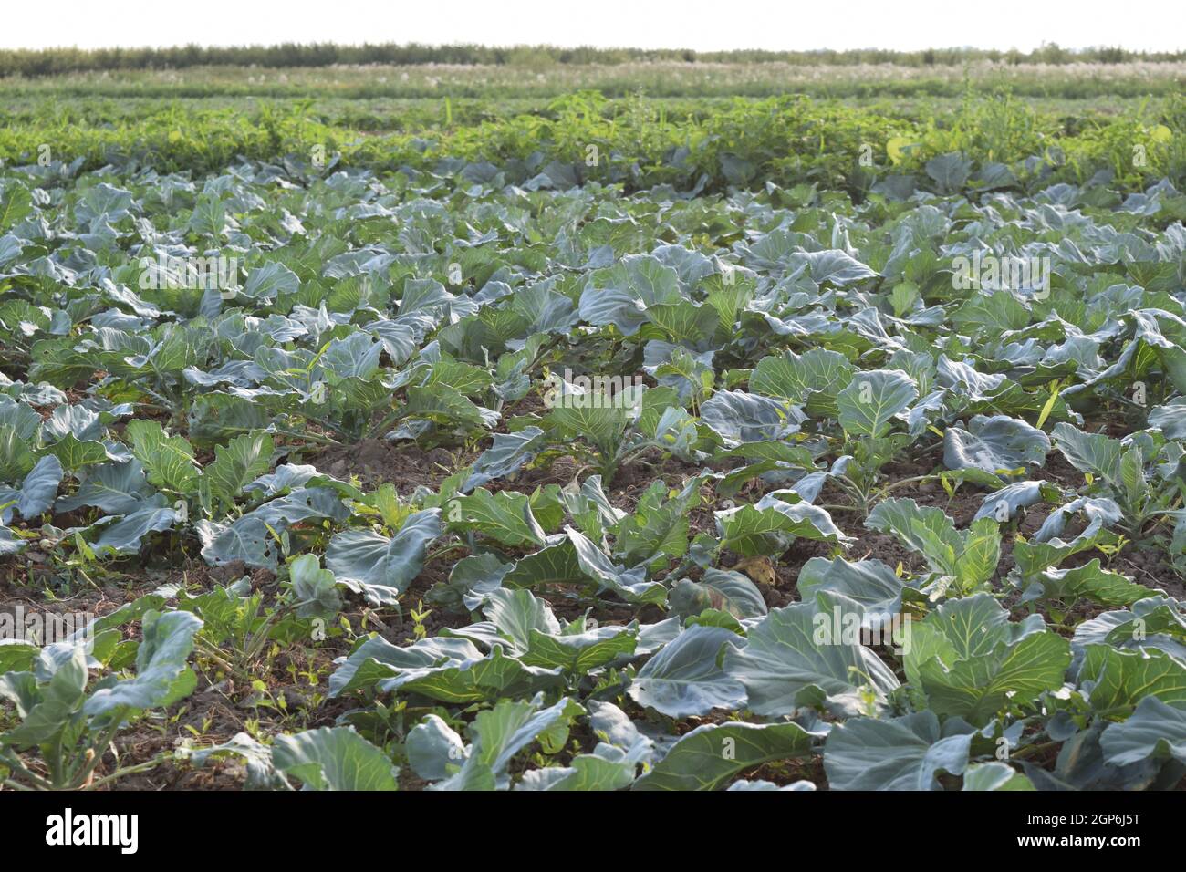 Cabbage field. Cultivation of cabbage in an open ground in the field ...