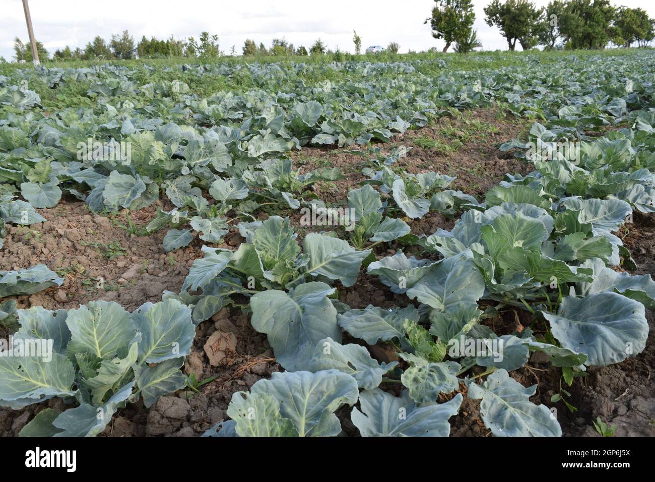 Cabbage field. Cultivation of cabbage in an open ground in the field ...