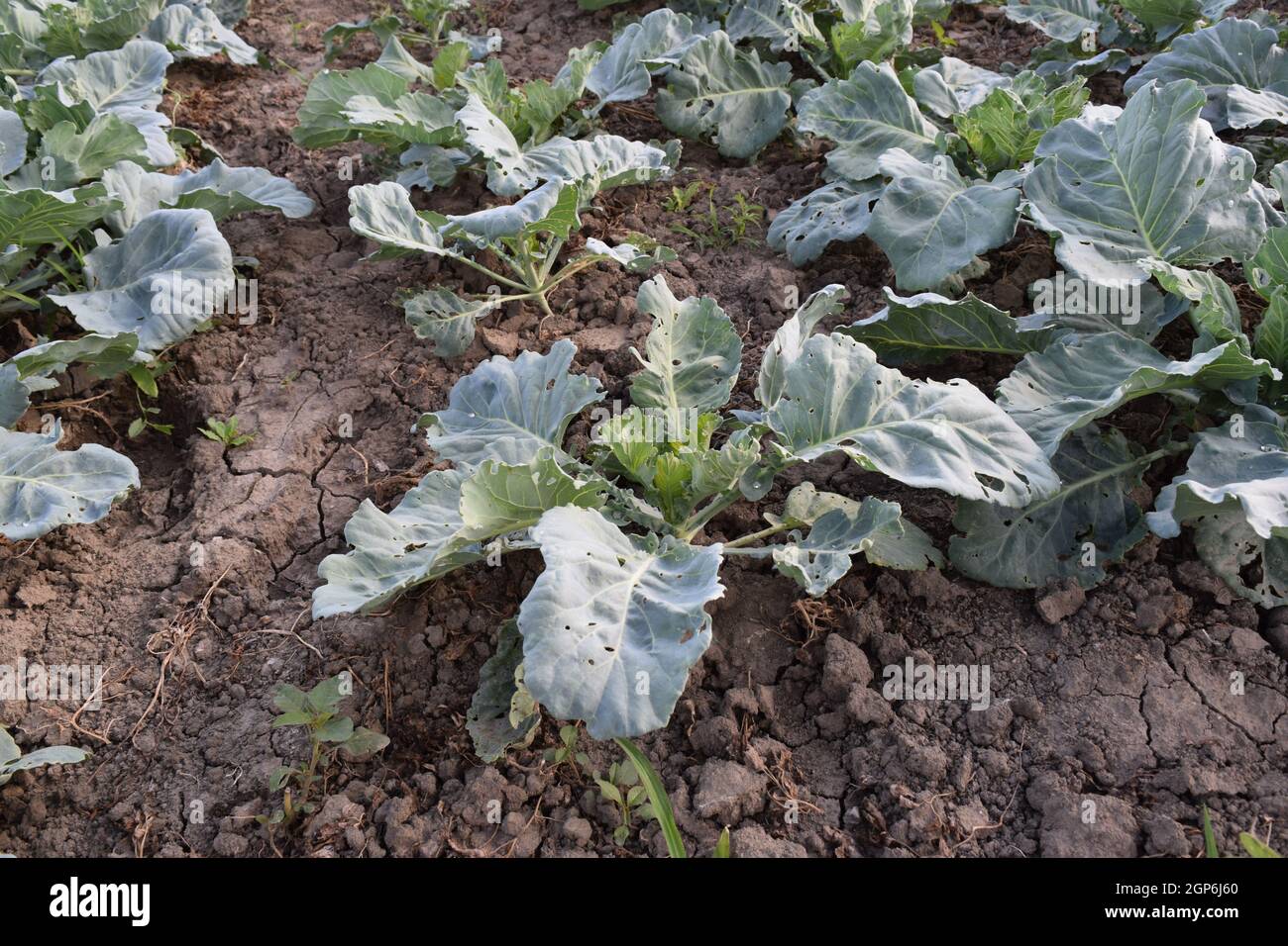 Cabbage field. Cultivation of cabbage in an open ground in the field ...