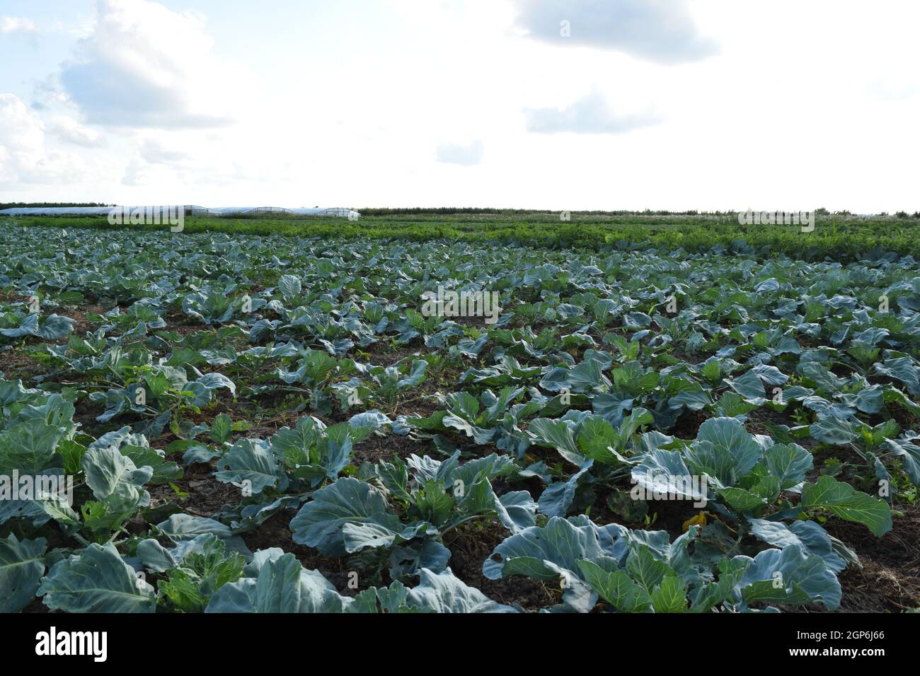 Cabbage field. Cultivation of cabbage in an open ground in the field ...