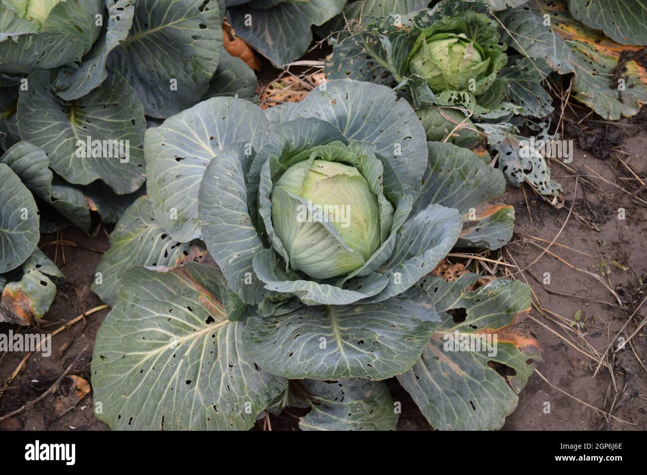 Cabbage field. Cultivation of cabbage in an open ground in the field ...