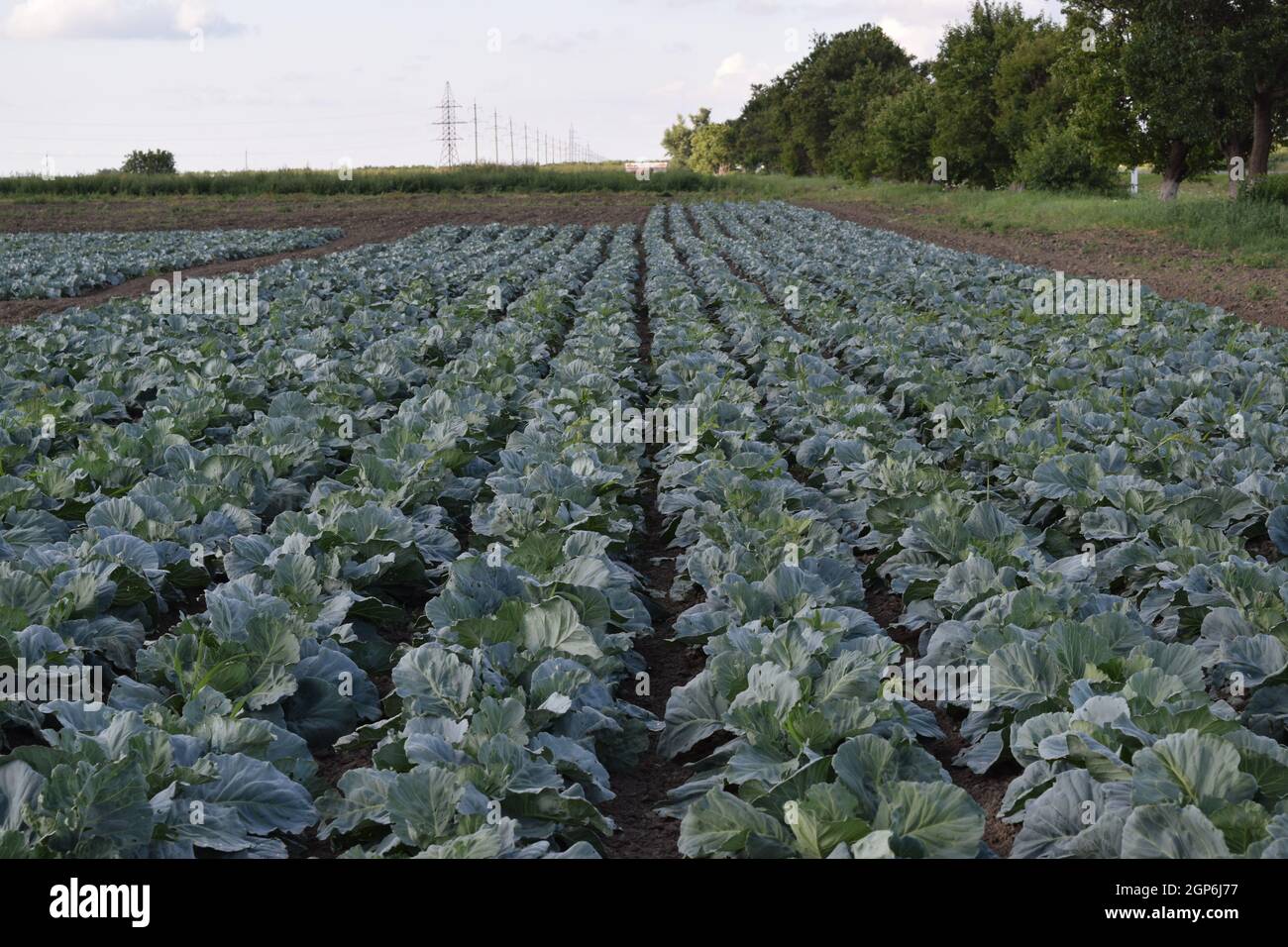 Cabbage field. Cultivation of cabbage in an open ground in the field ...