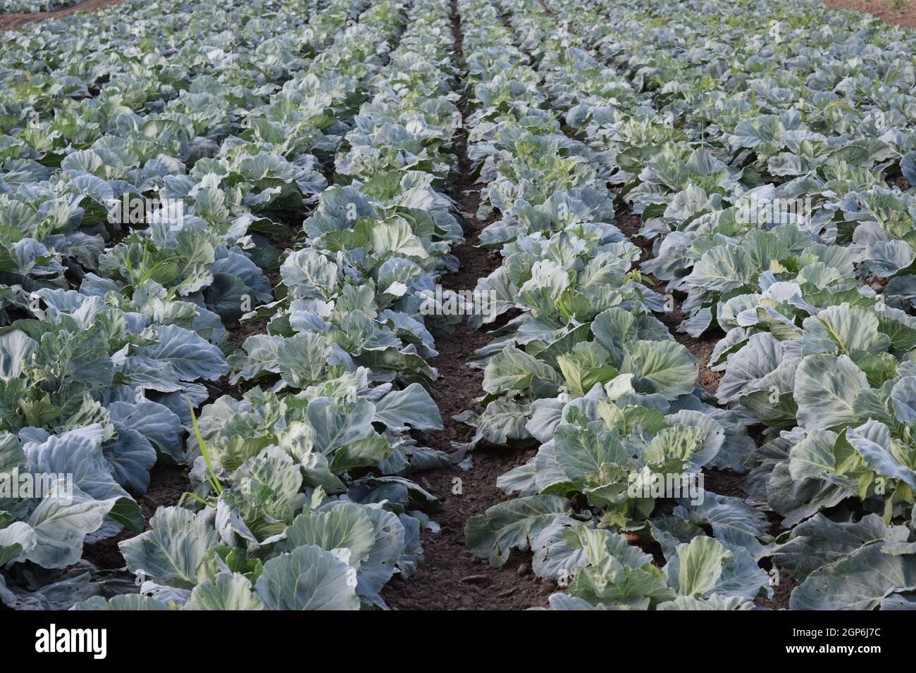 Cabbage field. Cultivation of cabbage in an open ground in the field ...