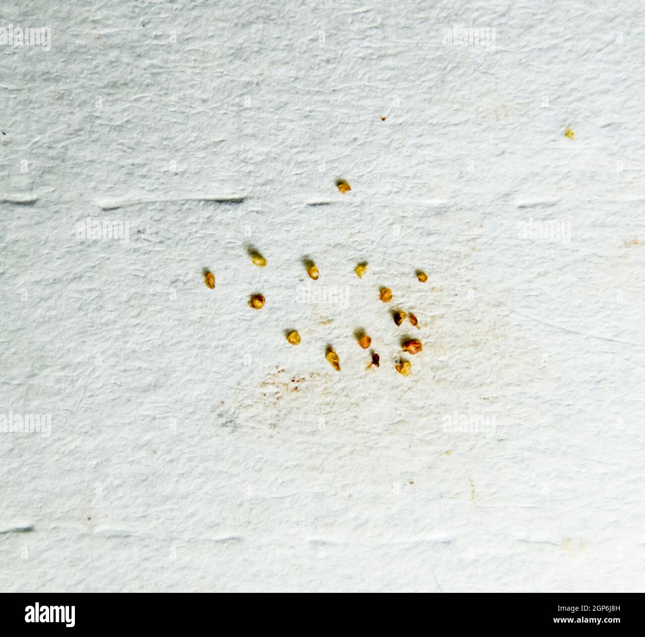 Parasites on a sheet of paper. Extruded from the skin parasites. Acari ...