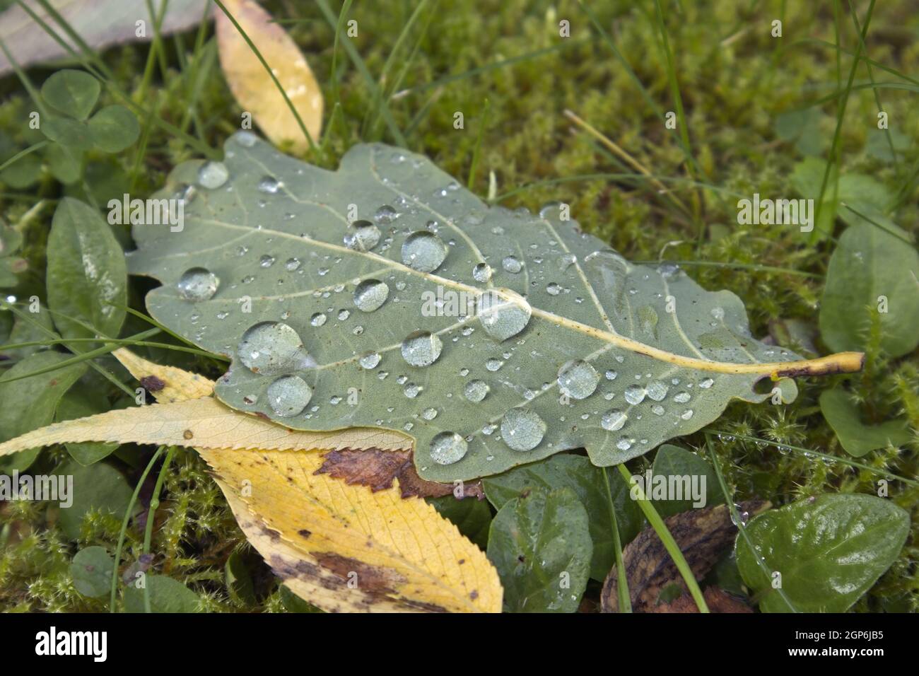 Close up of oak leaf with rain drops on the ground Stock Photo - Alamy