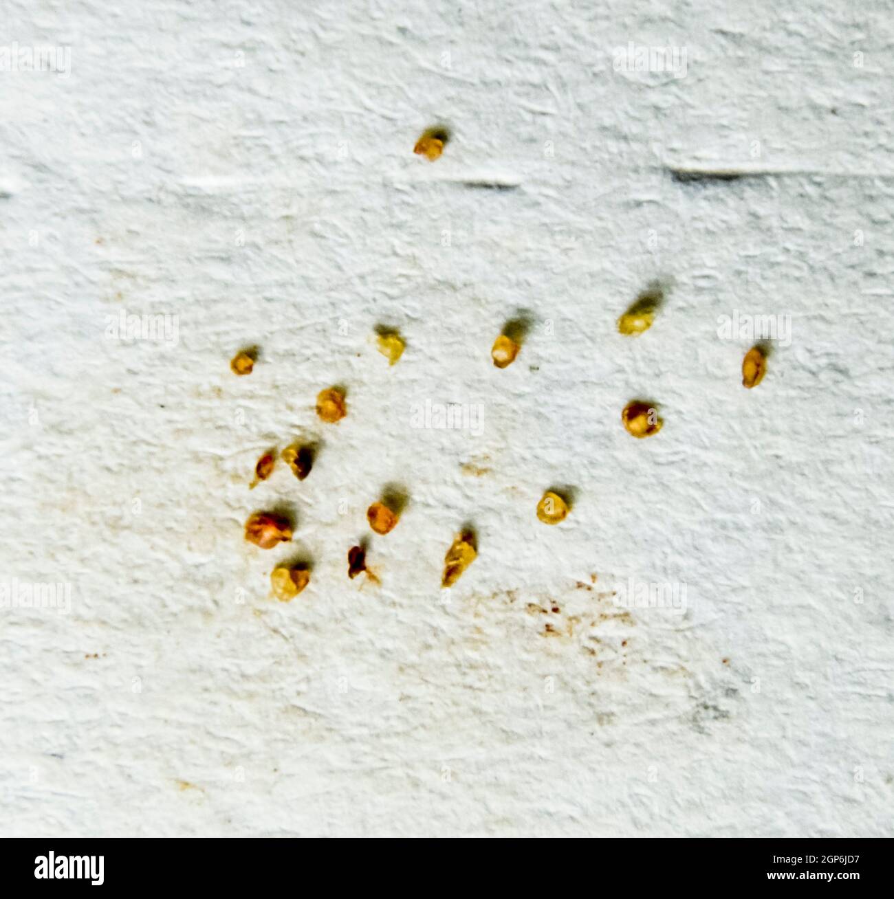 Parasites on a sheet of paper. Extruded from the skin parasites. Acari ...