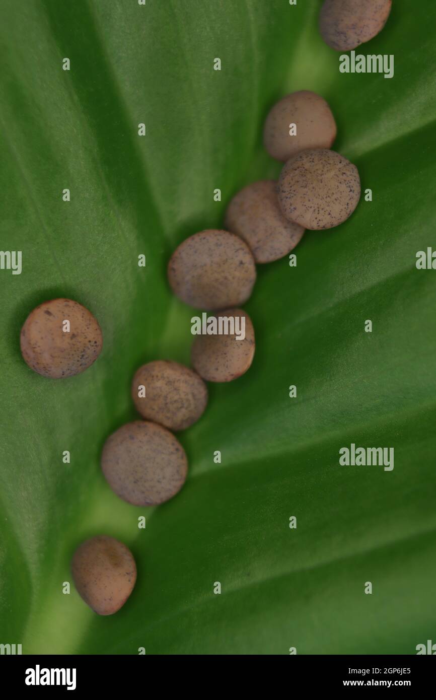 natural lentils healthy macro food look like beautiful stones Stock ...
