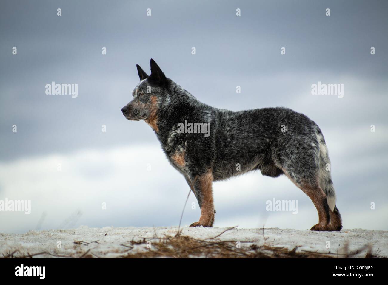 Speckled Queensland Heeler