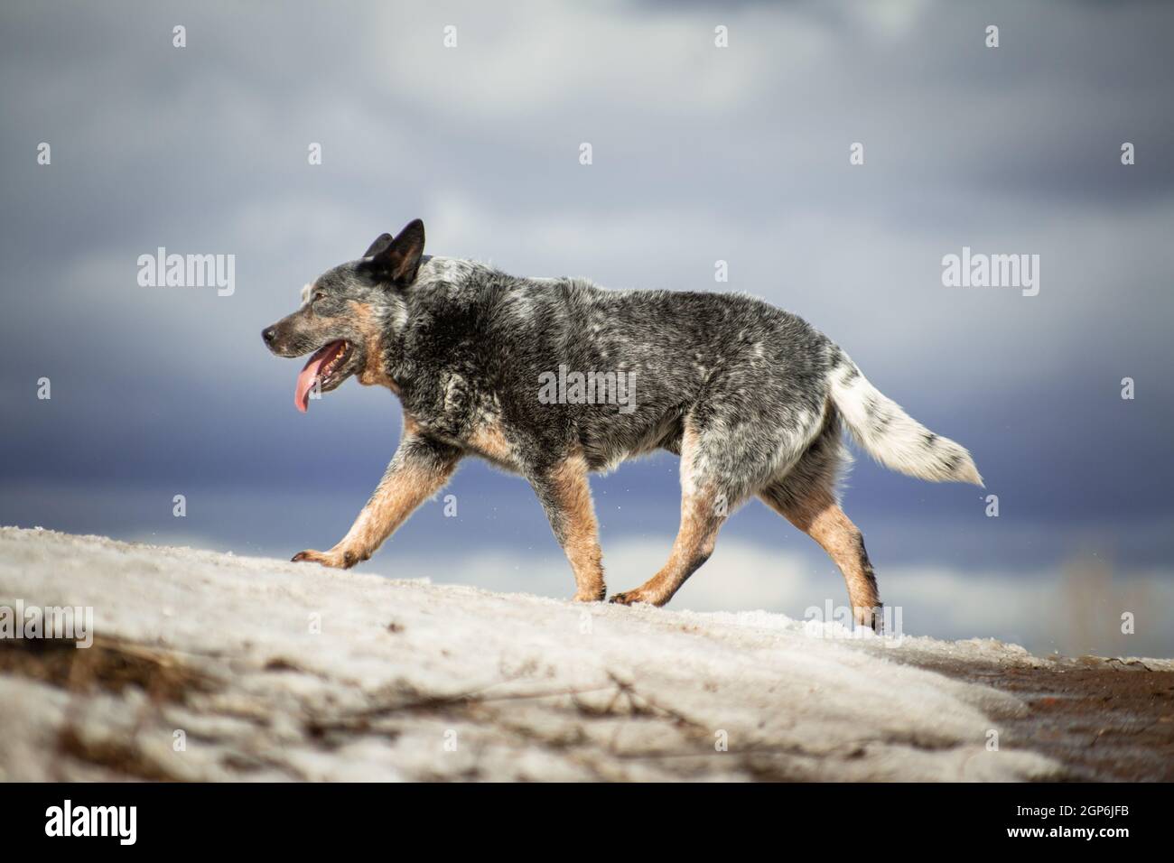 a large Australian red healer dog with a red and white speckled breed ...