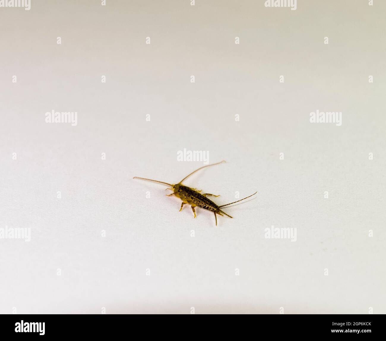 Silverfish on a white sheet of paper. Insect feeding on paper ...