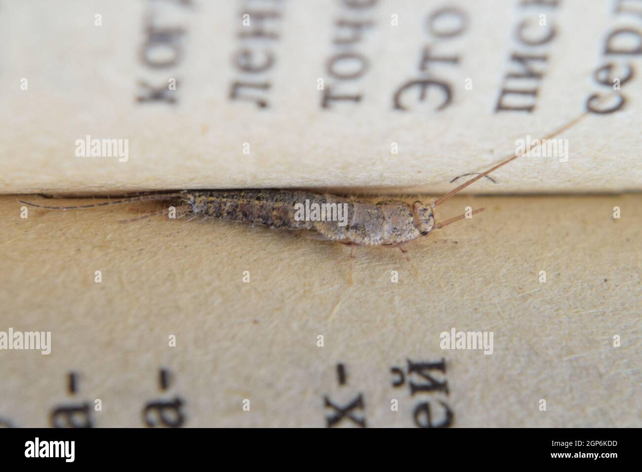 Silverfish damage hi-res stock photography and images - Alamy