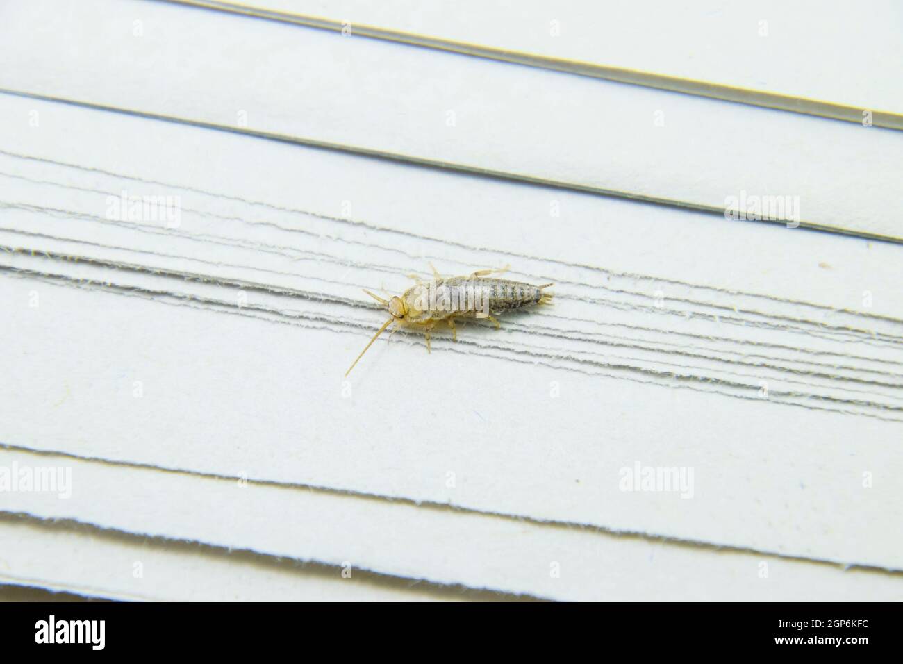 Insect feeding on paper - silverfish. Pest books and newspapers Stock ...
