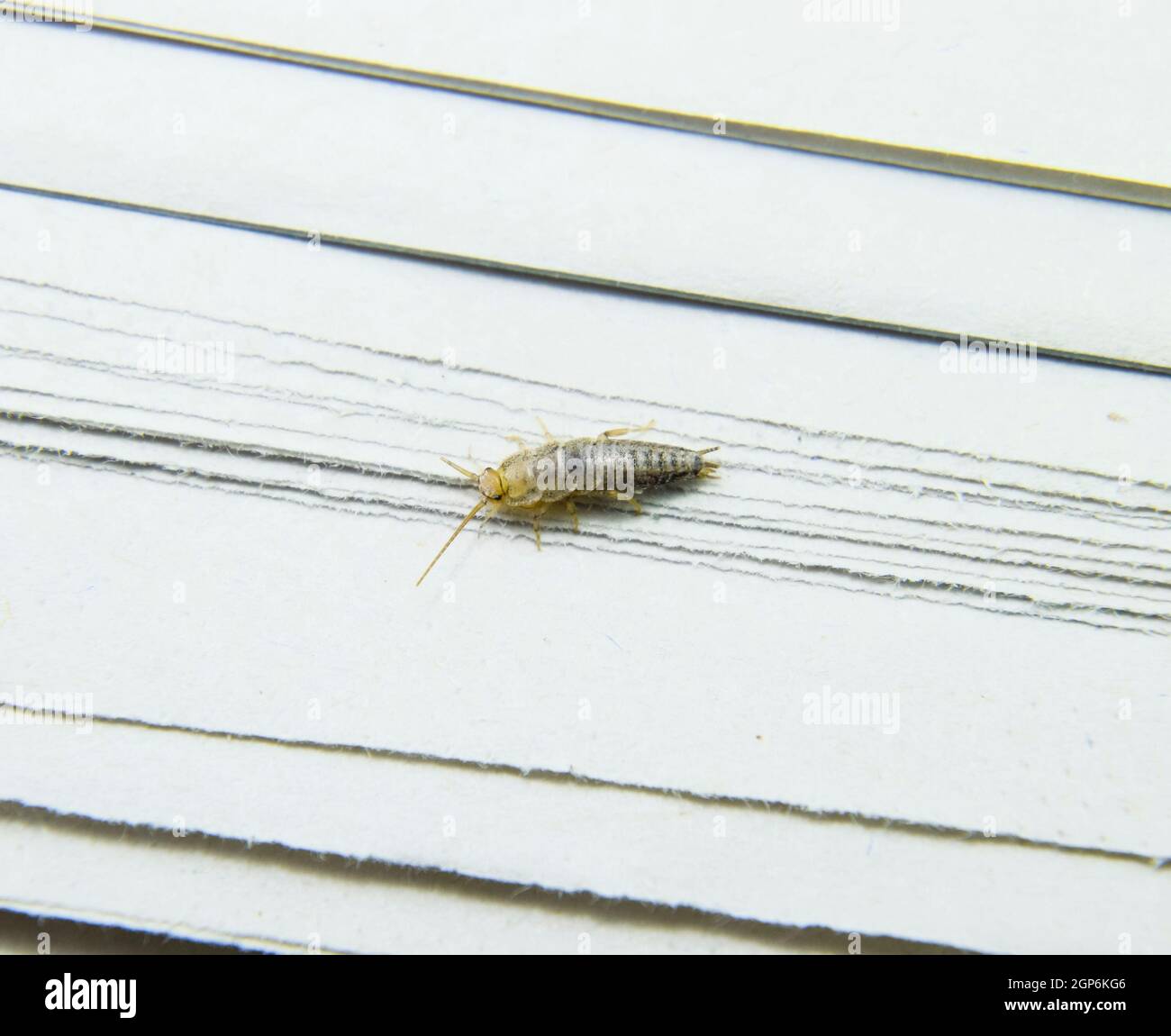 Insect feeding on paper - silverfish. Pest books and newspapers Stock ...