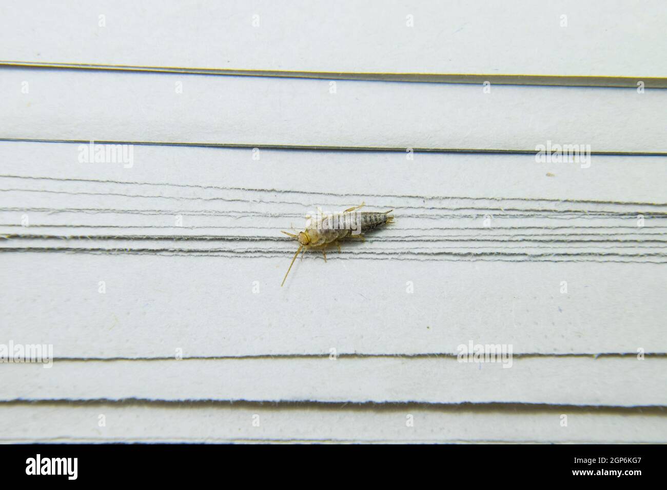 Insect feeding on paper - silverfish. Pest books and newspapers Stock ...