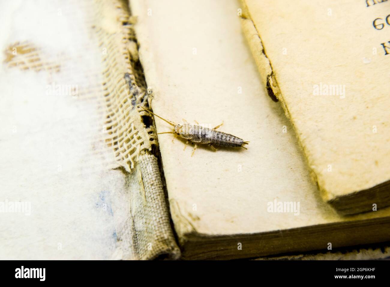 Insect feeding on paper - silverfish. Pest books and newspapers Stock ...