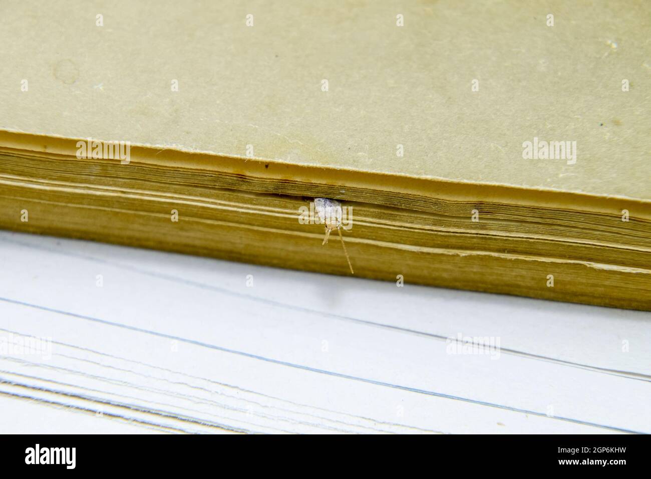 Silverfish is crushed by pages of the book. Insect feeding on paper ...
