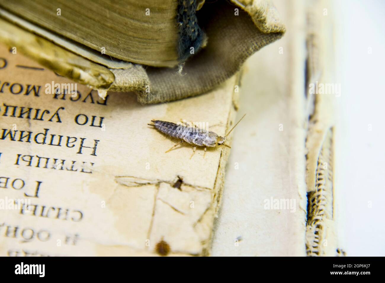 Silverfish paper damage hi-res stock photography and images - Alamy