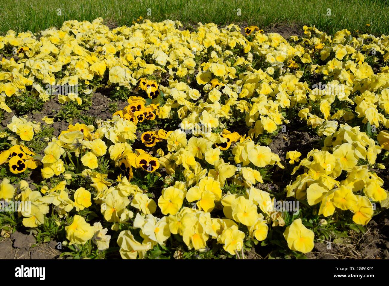 Yellow flowers of viola on the flowerbed. Viola Stock Photo - Alamy