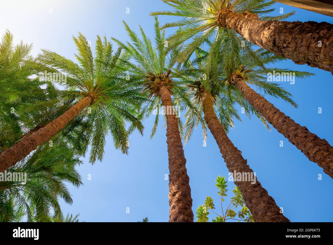 Tall palm trees on the shore of a resort in Egypt Stock Photo - Alamy