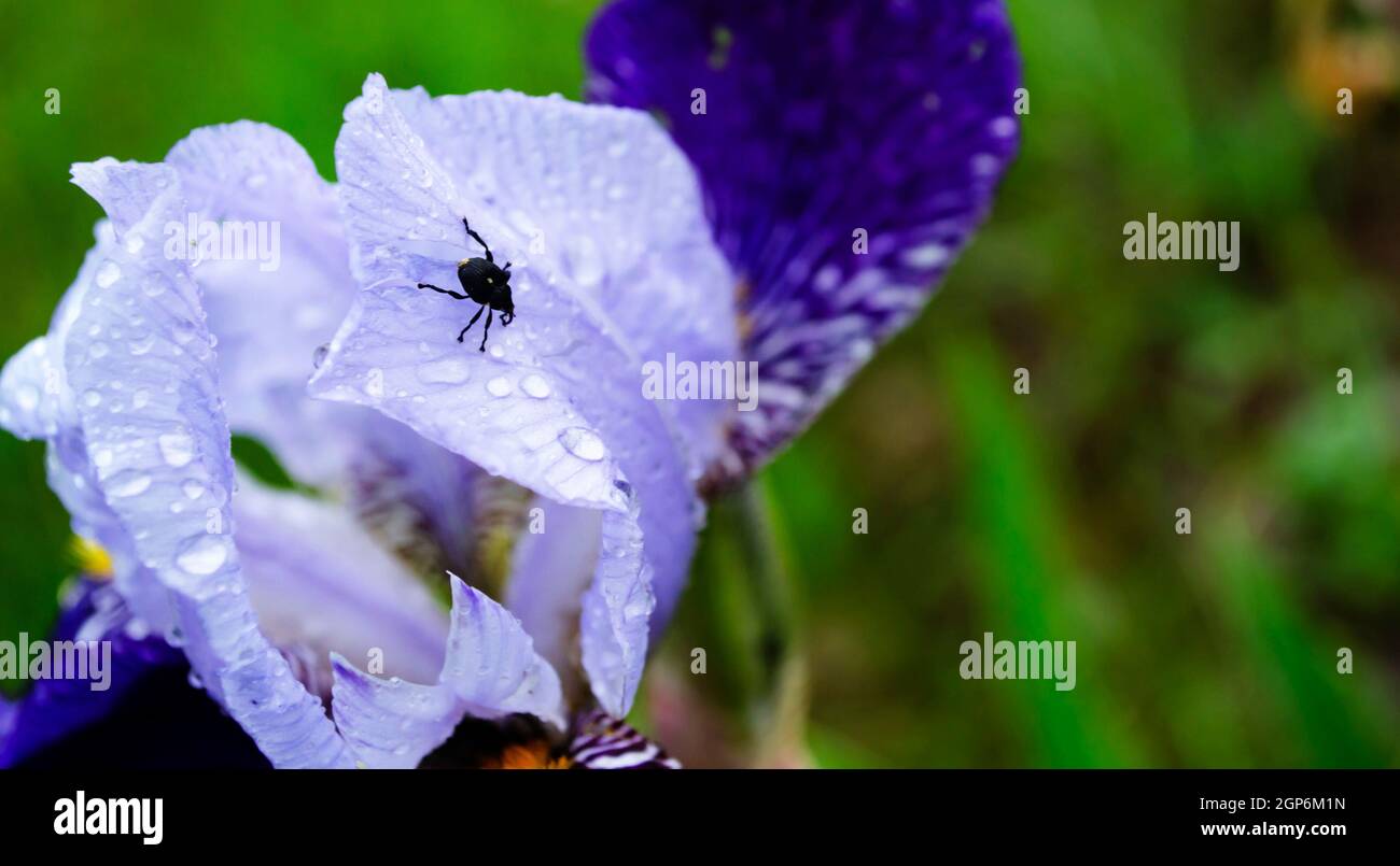 Close-up of black insect Flowering irises with drops of water after ...