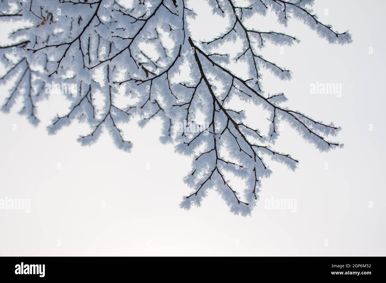 Snow and frost covered trees in January. Winter in Austria Stock Photo ...