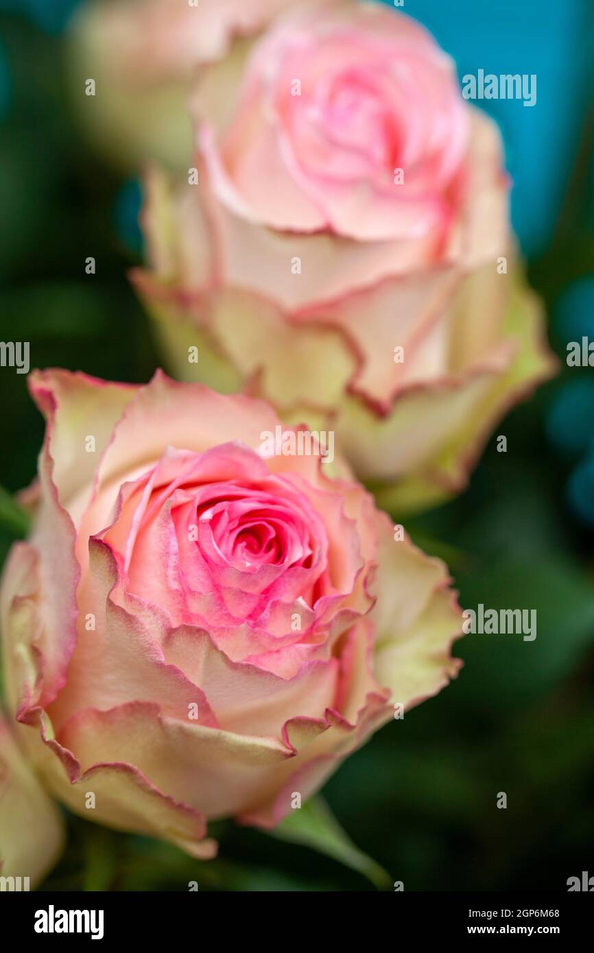 Pink white rose flower hi-res stock photography and images - Alamy