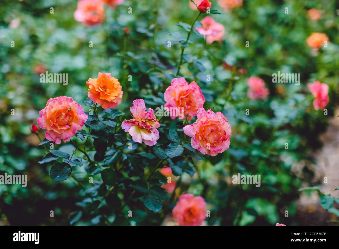 Easy Does It Rose Bush