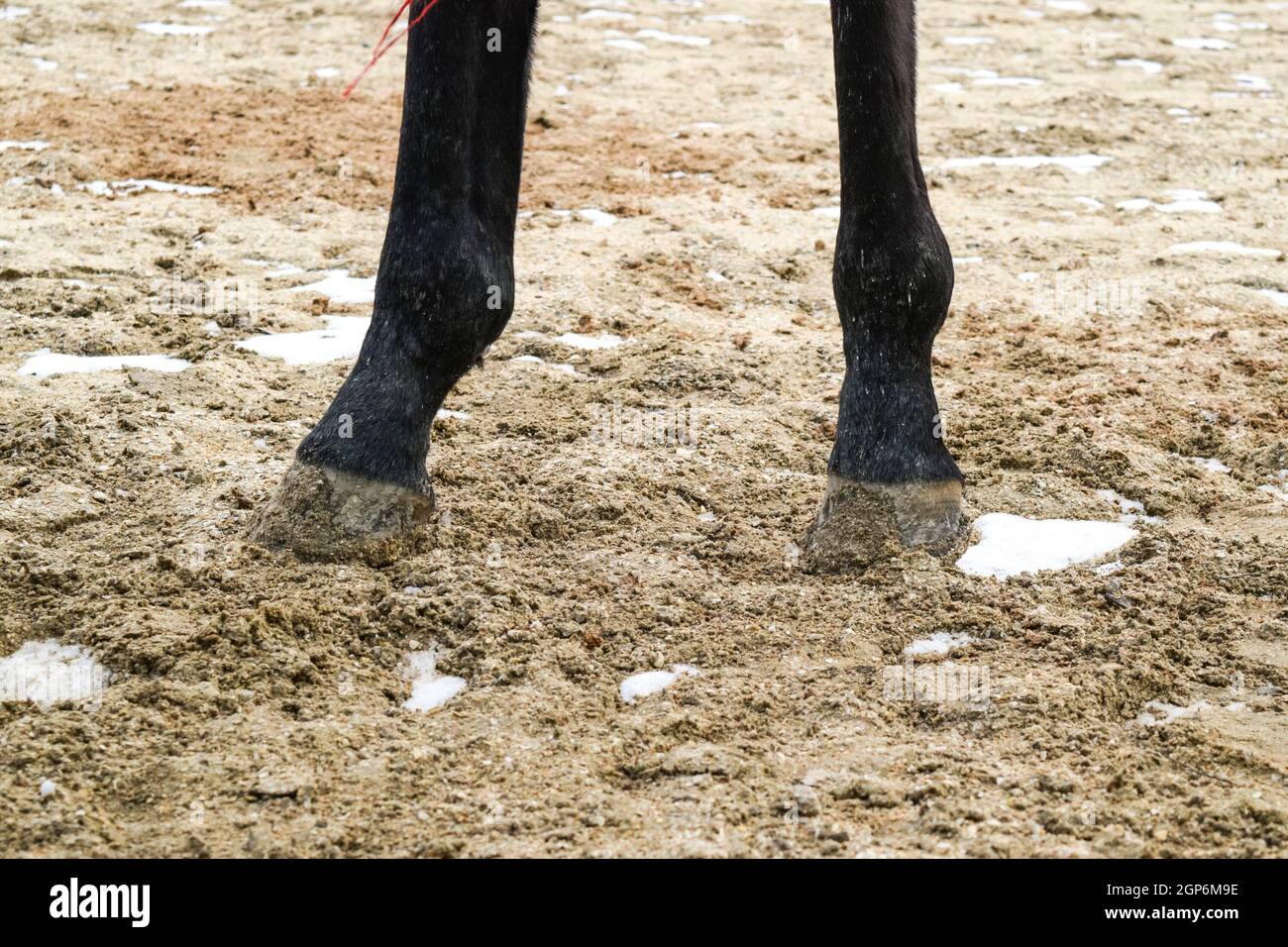The horse's legs. Hooves of a horse in the sand. The horse walked ...